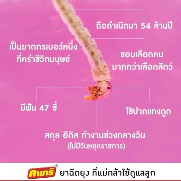 ยุงฆ่าคน มากเป็นอันดับหนึ่ง - Kayari